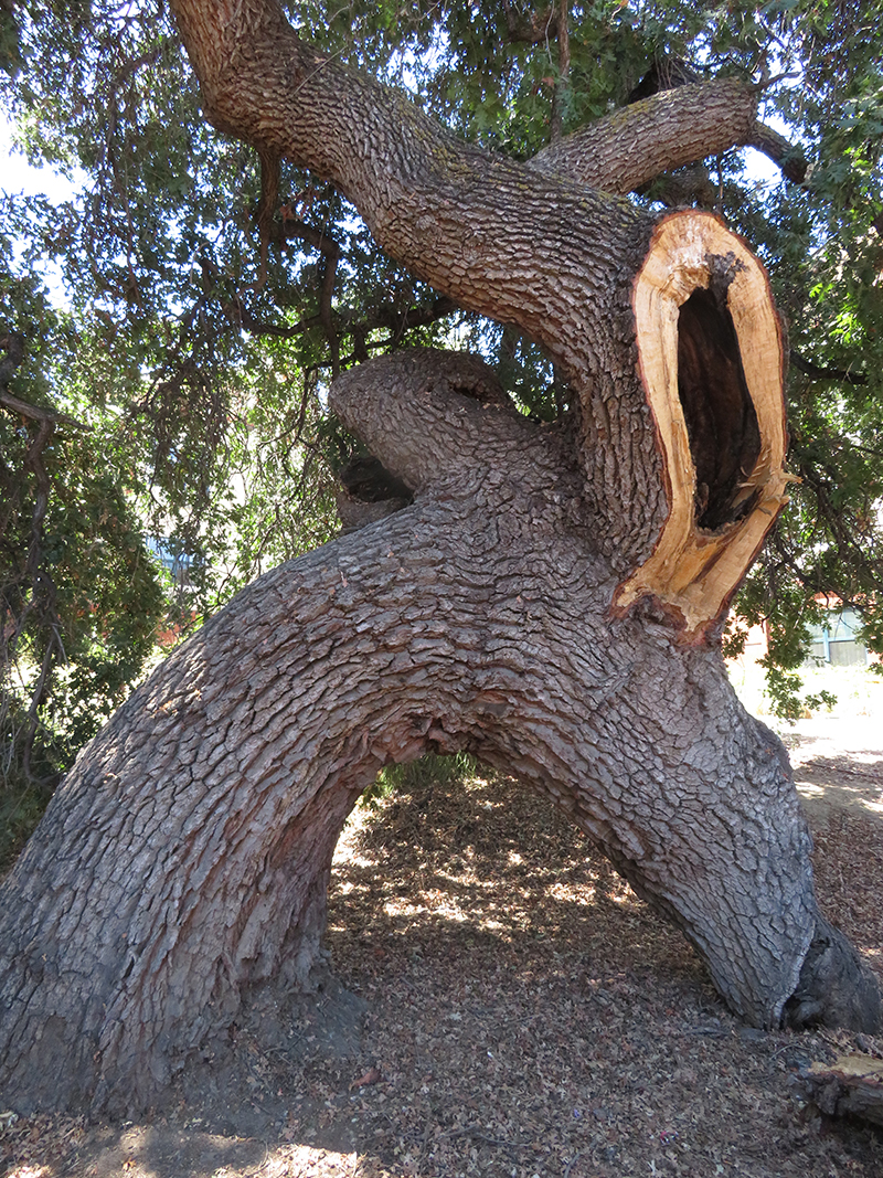 SCVHistory.com LW3609 | Pico Canyon | Signal (Marker) Tree Loses Large ...